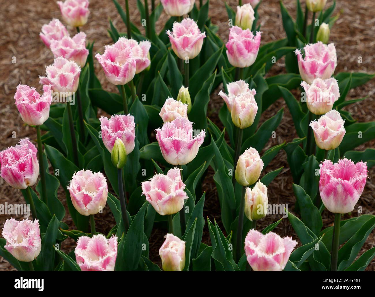 Close up of the purple pink fringed cream flowers of the spring ...