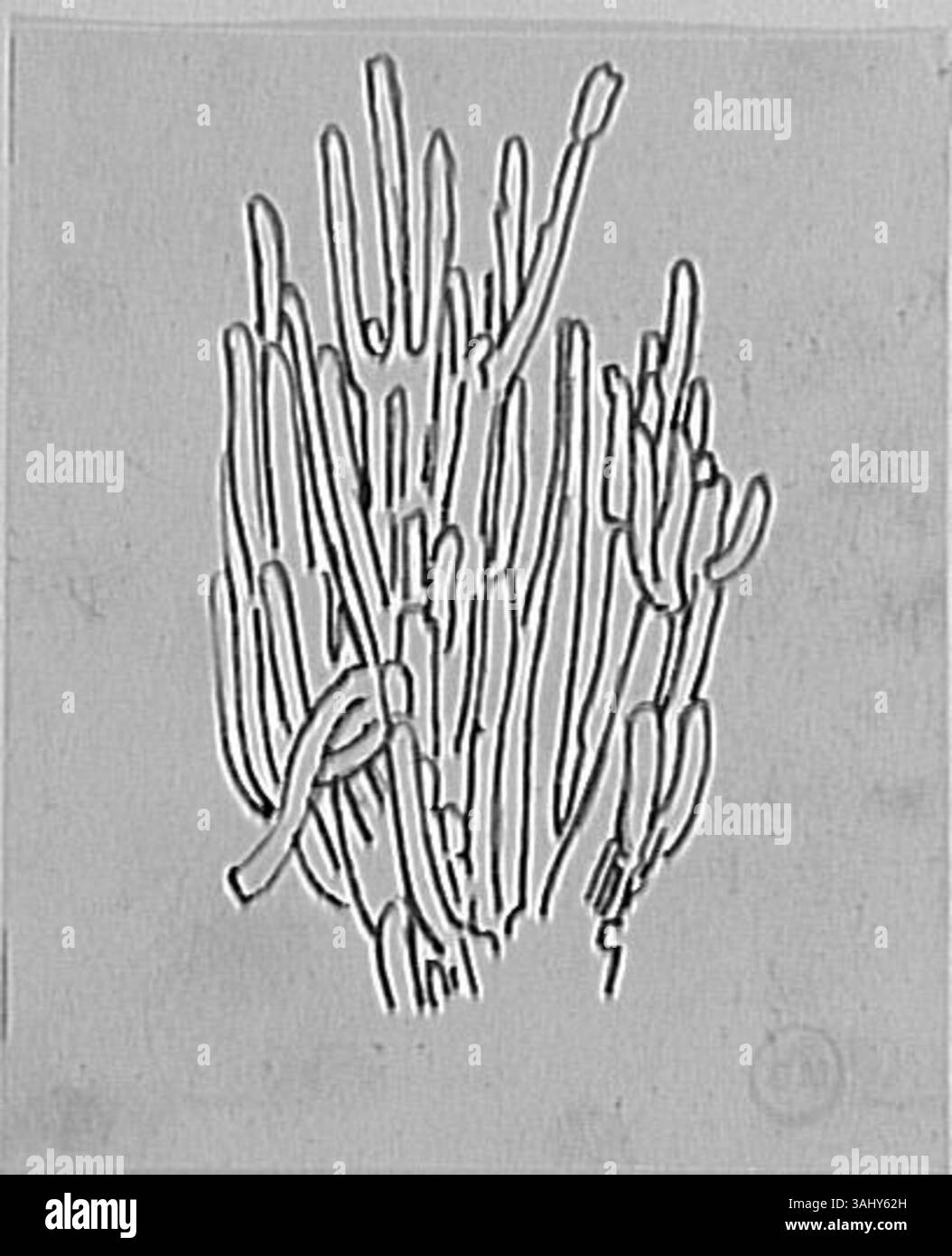 This exotic plant study by Gustave Moreau showcases his fascination ...