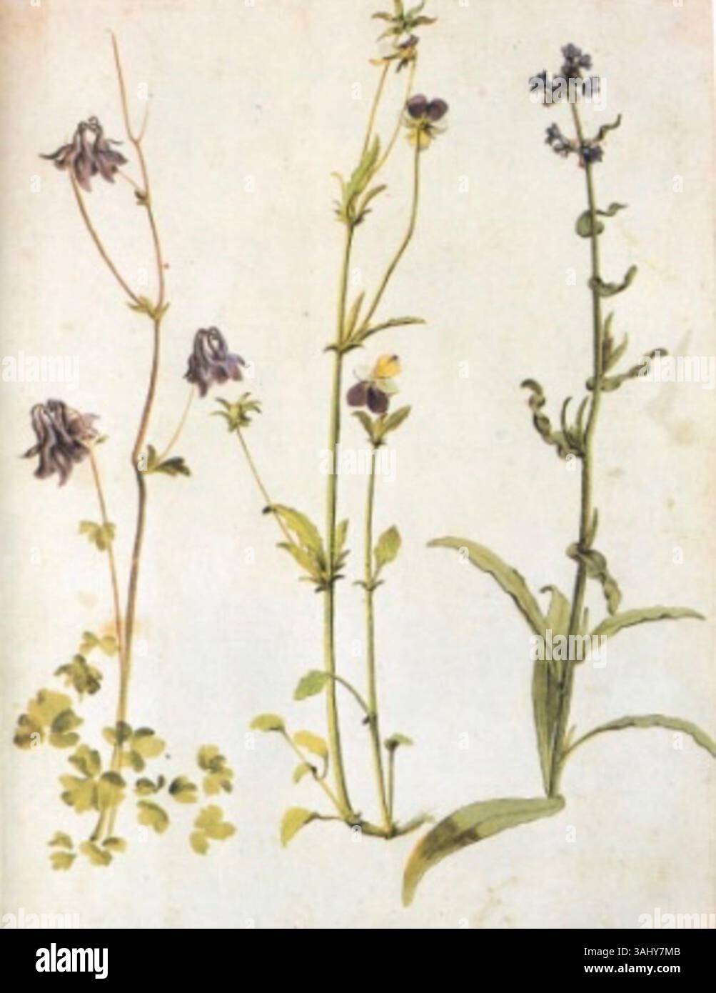 Albrecht Dürer's 16th-century engraving, 'Akelei, Stiemütterchen und ...