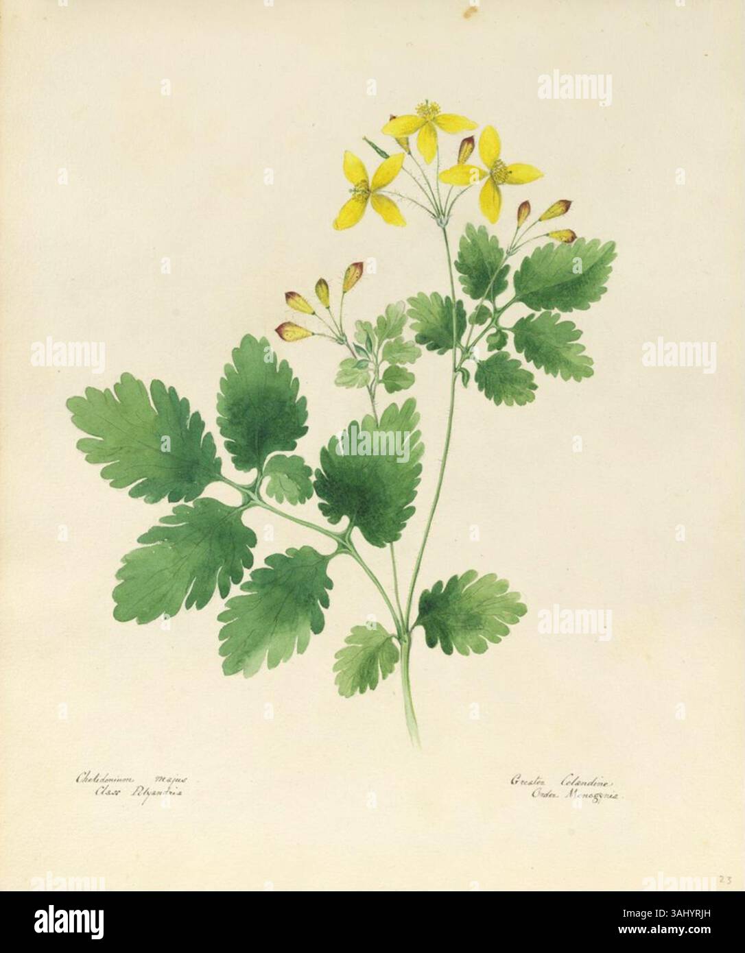 Lydia Penrose’s watercolor illustration of Chelidonium majus, commonly ...