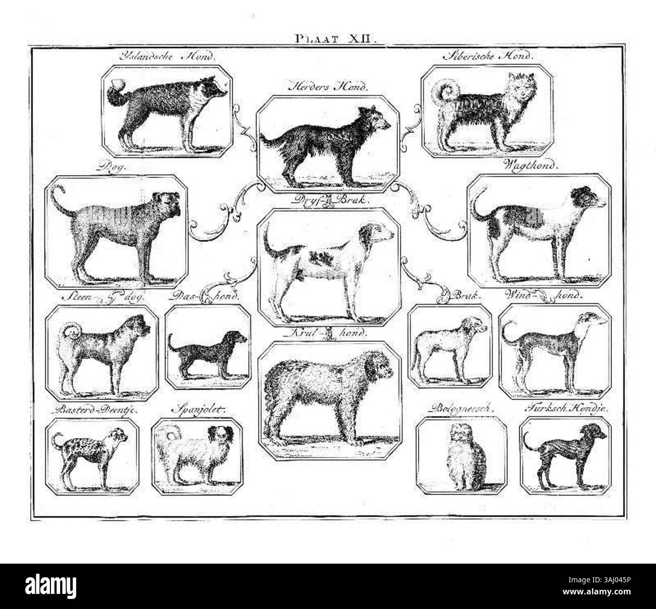 Scientific study on classification Cut Out Stock Images & Pictures - Alamy