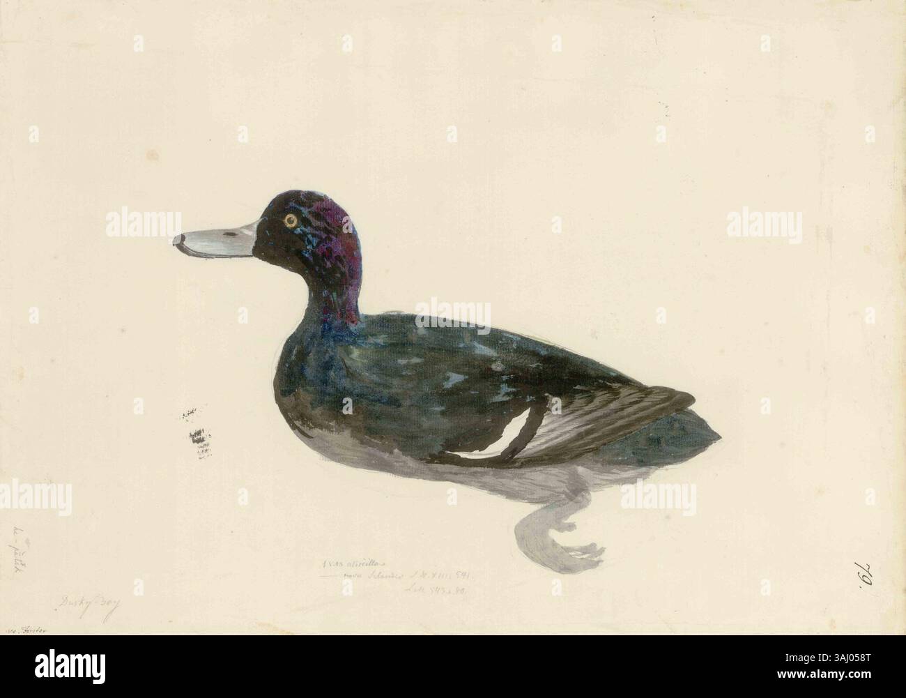 Watercolour drawing by Georg Forster of the New Zealand scaup (Aythya ...