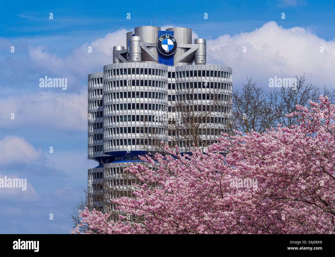 Cherry blossoms in spring, Japanese cherry, bristlecone cherry (Prunus ...