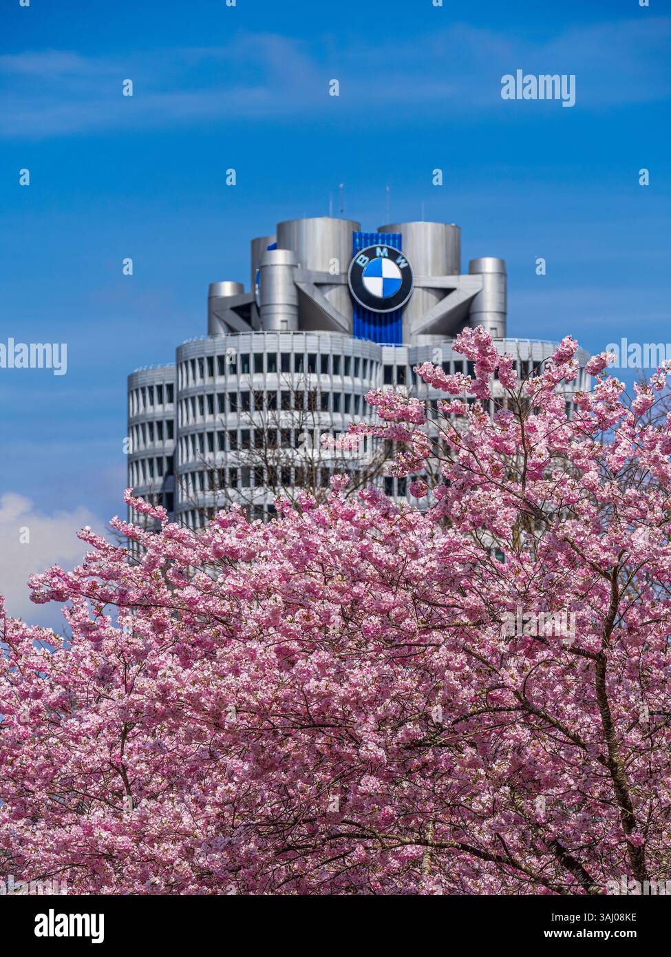 Cherry blossoms in spring, Japanese cherry, bristlecone cherry (Prunus ...