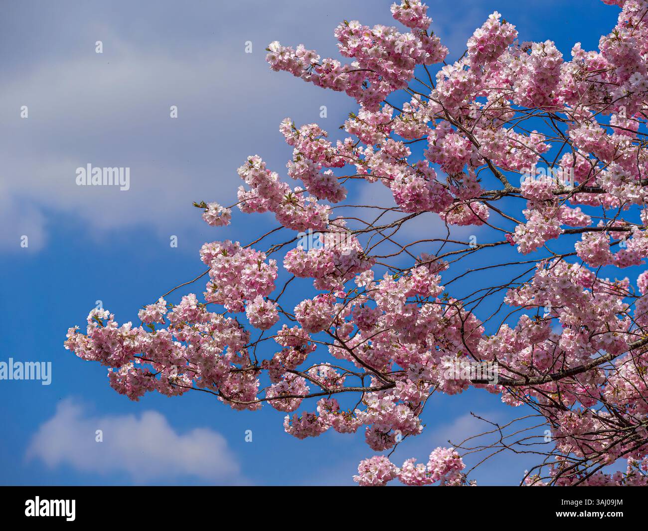Cherry blossoms in spring, Japanese cherry, bristlecone cherry ...