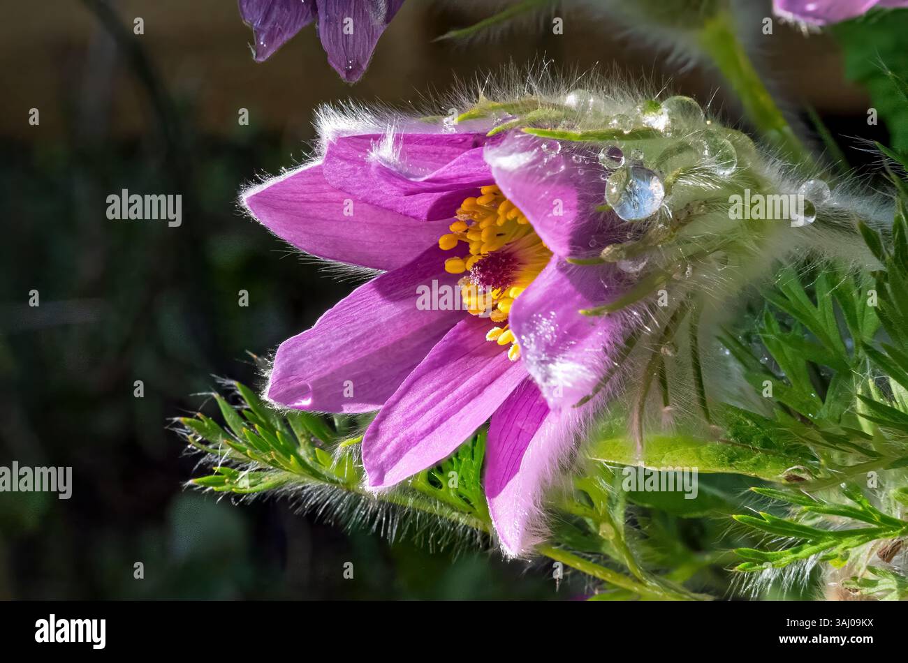 Pasque flower (Pulsatilla vulgaris), blooming, Bavaria, Germany, Europe ...