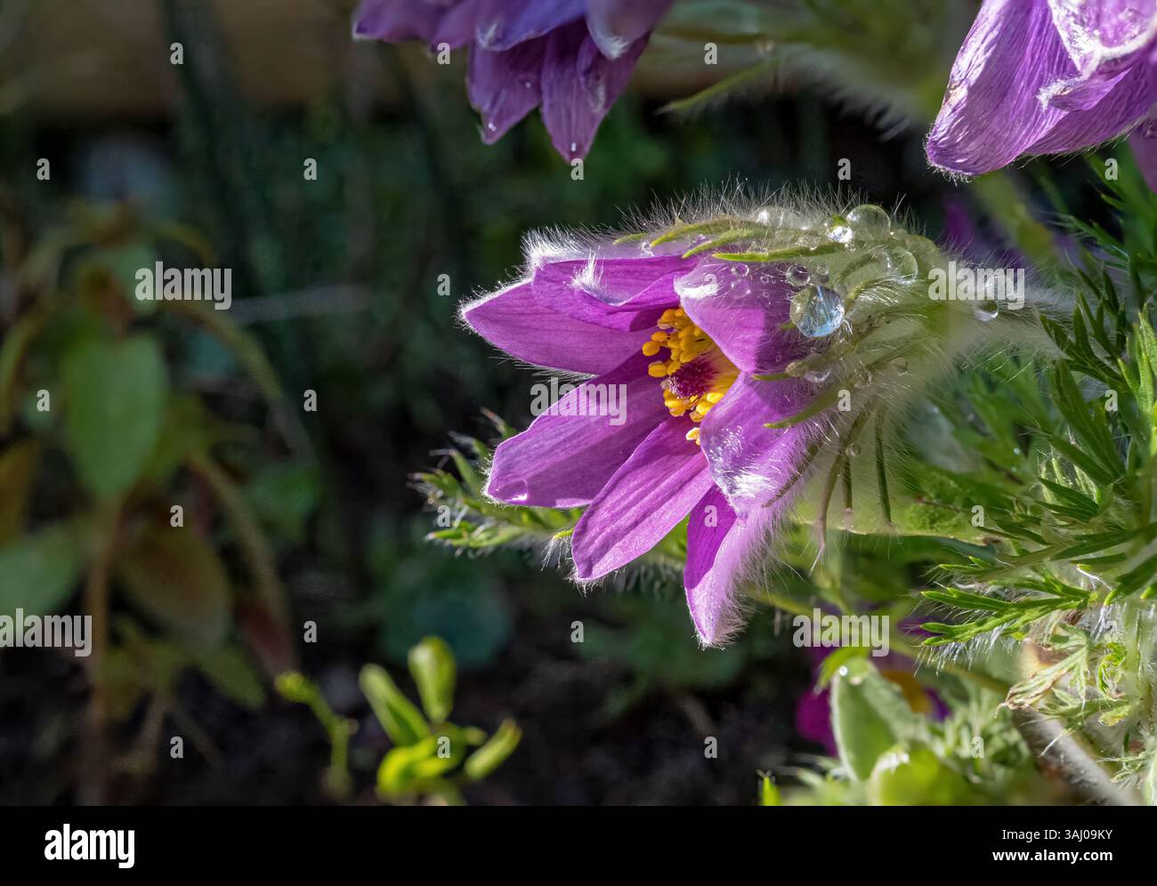 Pasque flower (Pulsatilla vulgaris), blooming, Bavaria, Germany, Europe ...