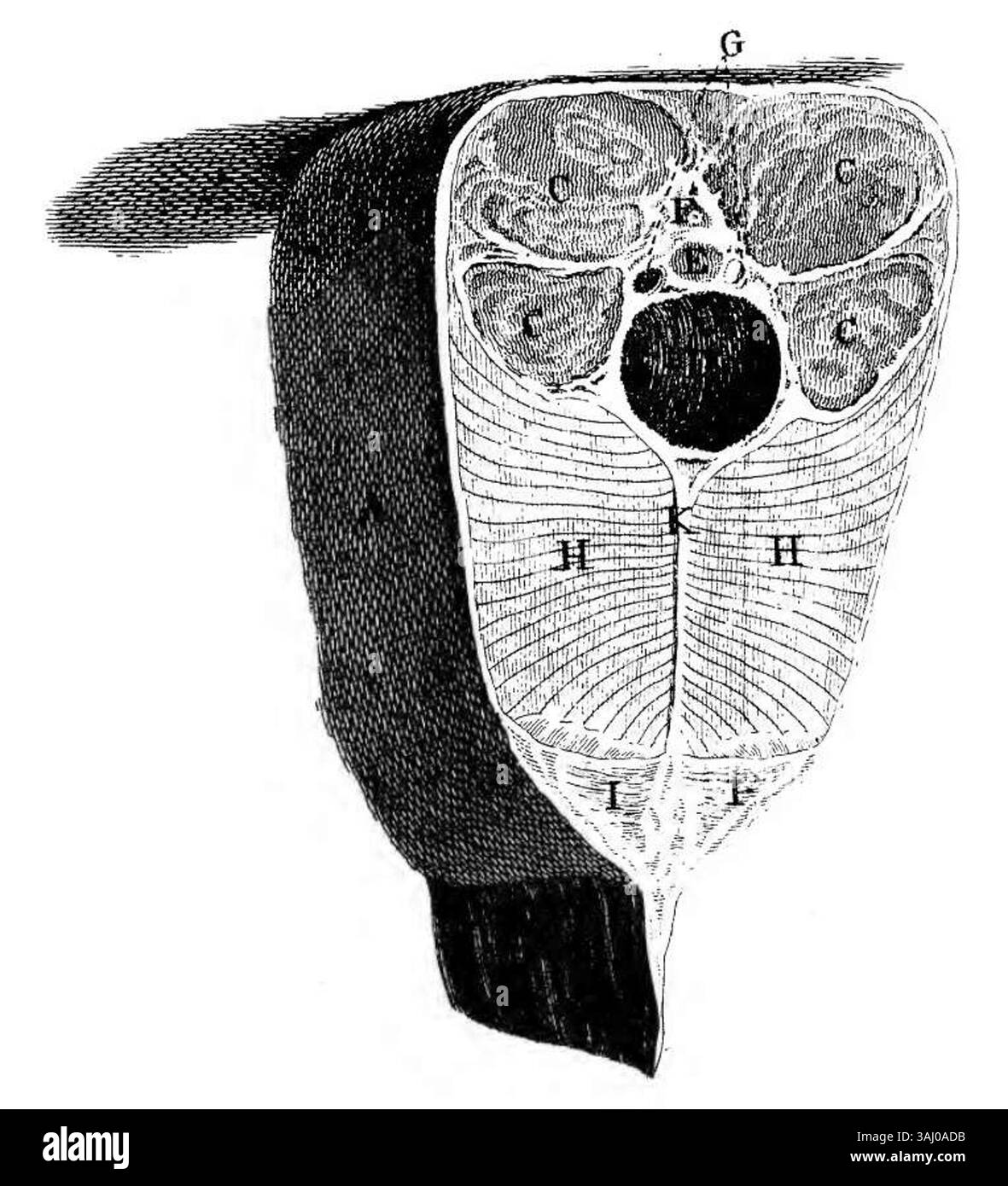 Cross-section of the electric eel (Gymnotus electricus), showing the ...