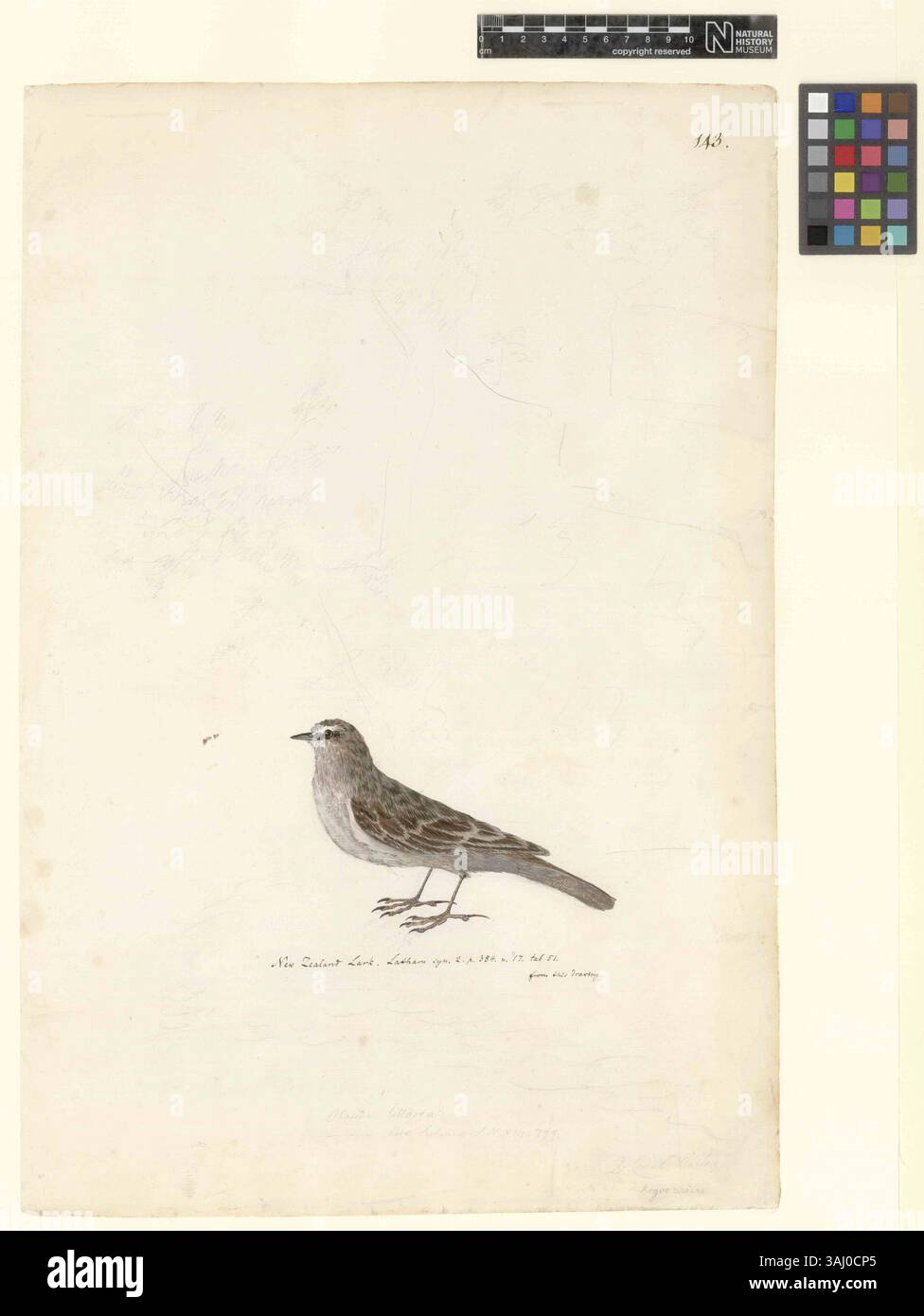 This watercolor by Georg Forster, created during James Cook's second ...