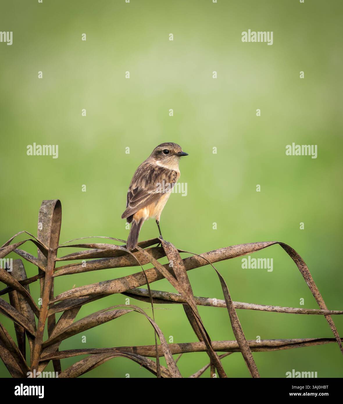 Female Siberian Stonechat (Saxicola maurus) perched on a tree.this ...