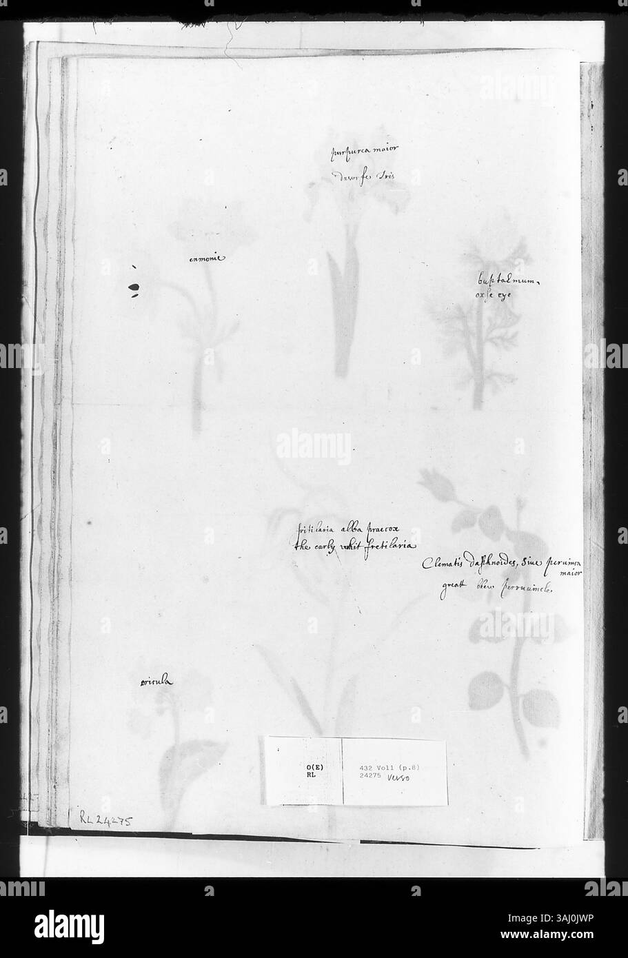 A third watercolour by Alexander Marshal (c. 1620–82) featuring six ...