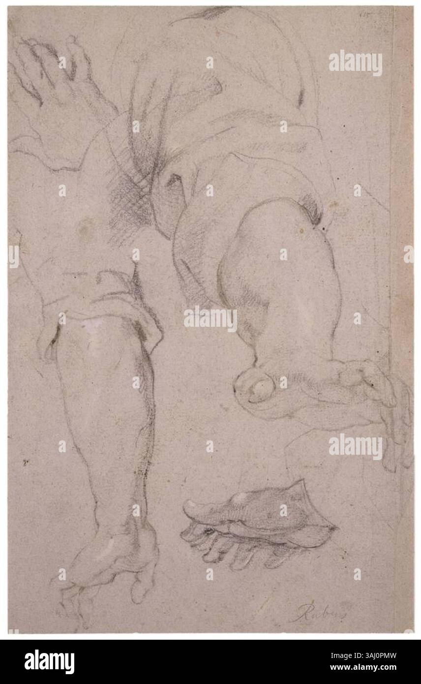 Peter Paul Rubens' study sheet, dating from 1610 to 1613, showcases detailed studies of arms and ...