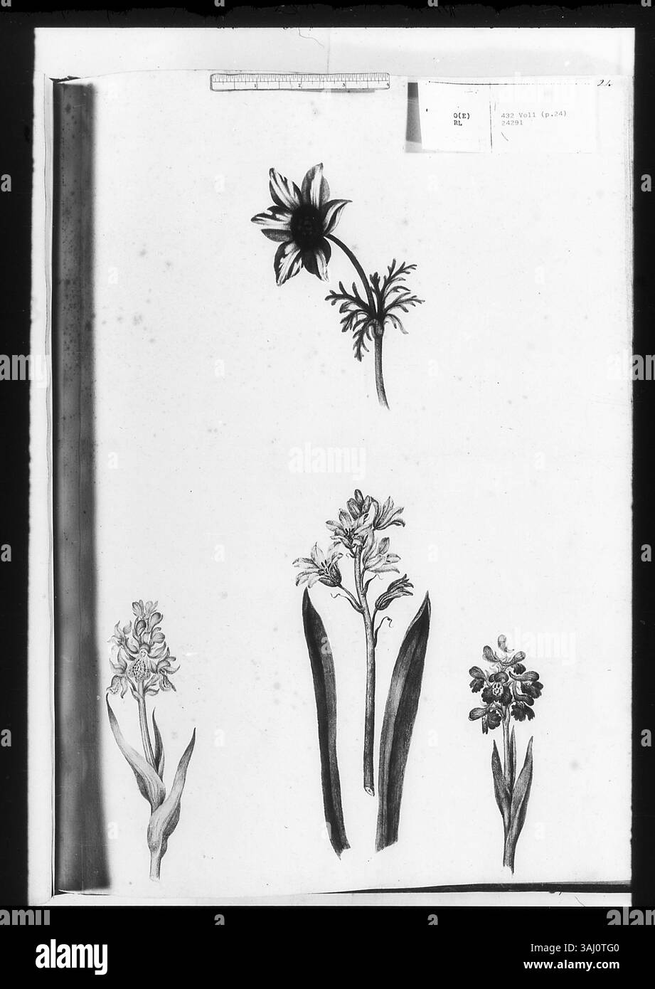 Four blue flowers Black and White Stock Photos & Images - Alamy