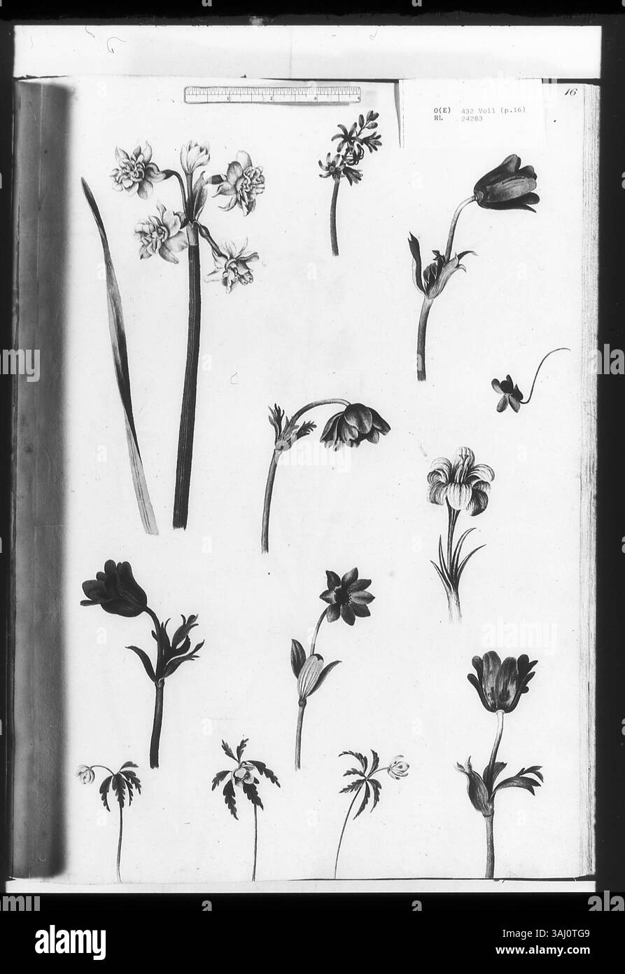 Twelve varieties Black and White Stock Photos & Images - Alamy