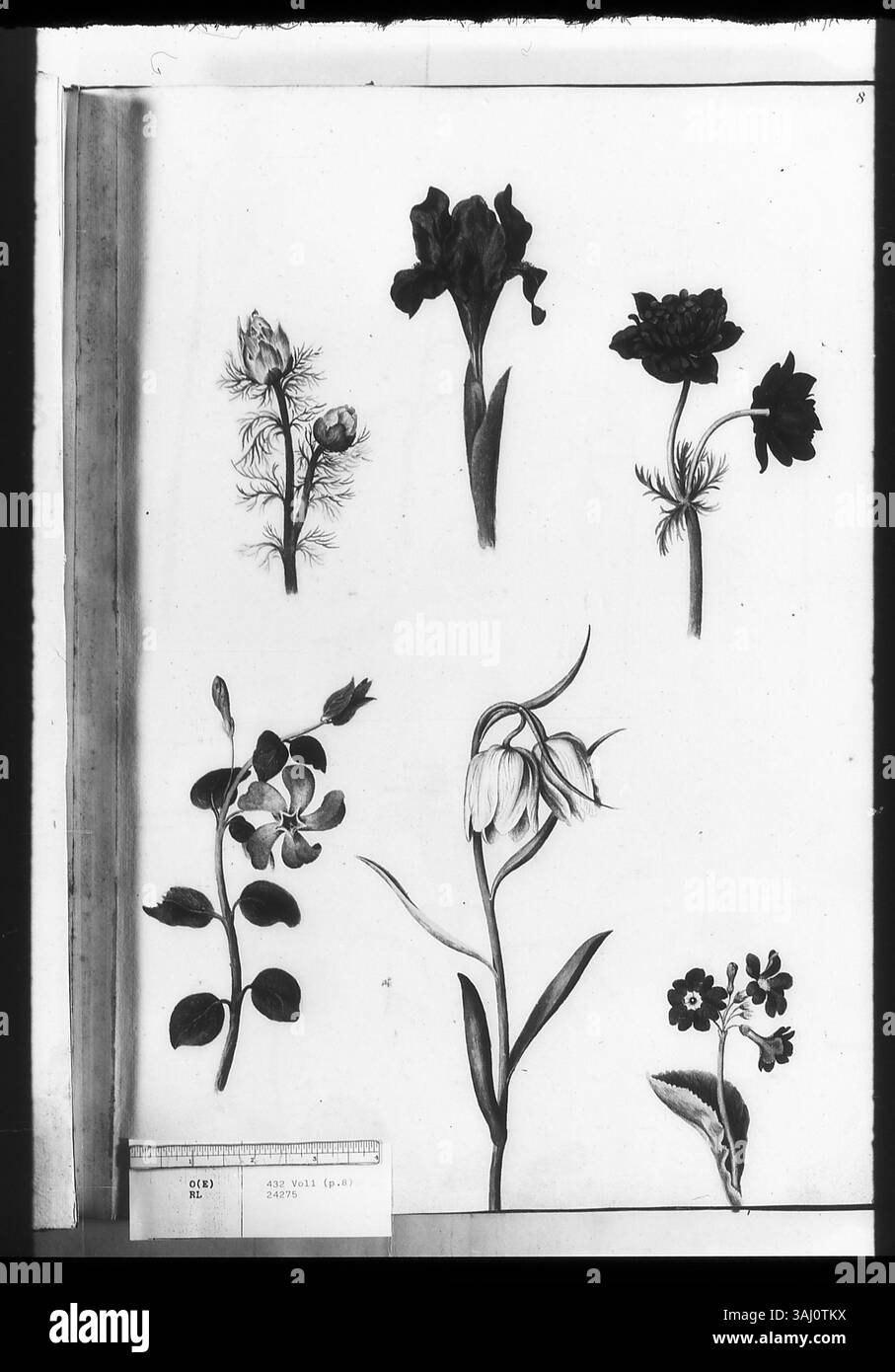 A fourth watercolour page by Alexander Marshal (c. 1620–82) showcasing ...