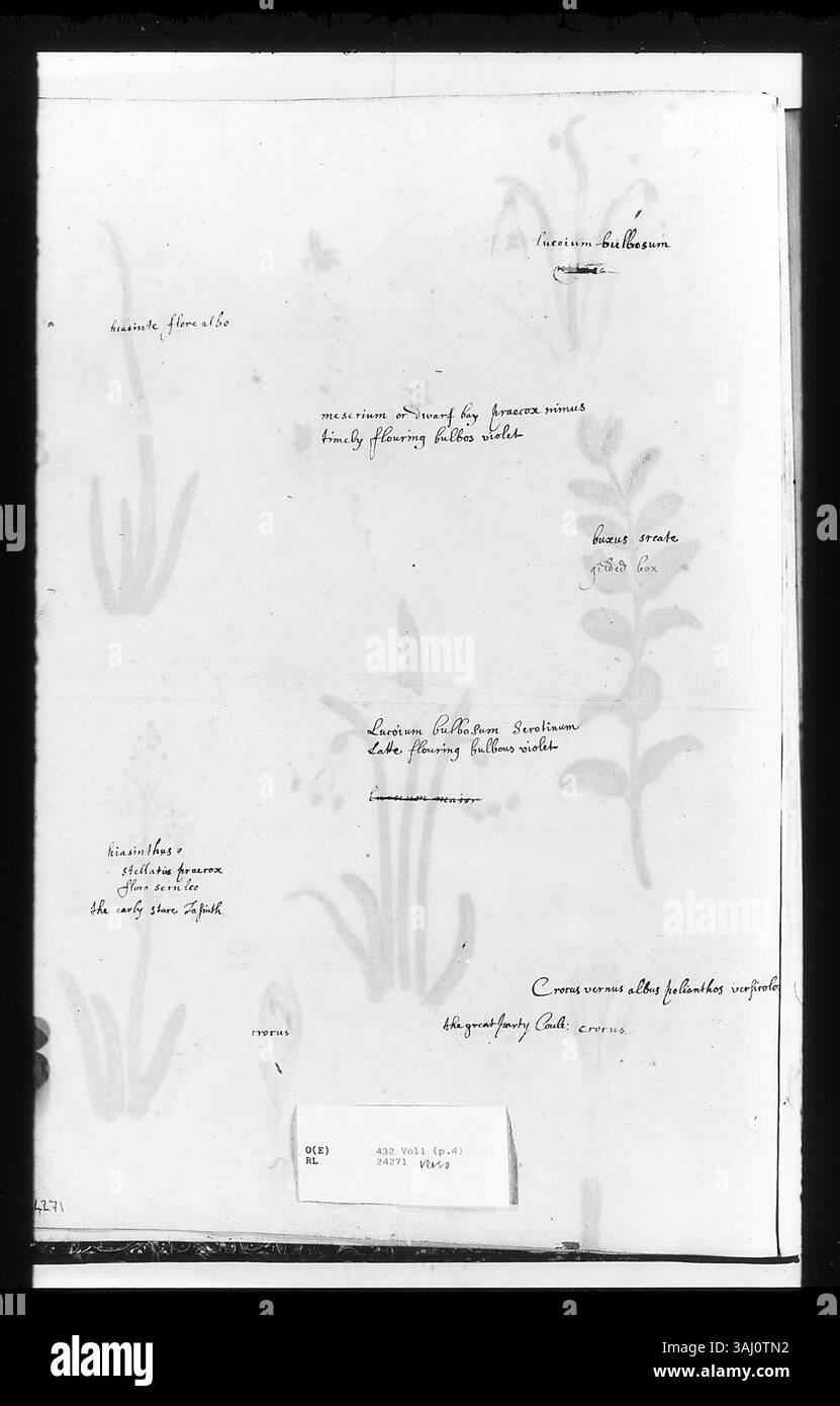 Watercolor page by Alexander Marshal featuring eight plant studies ...