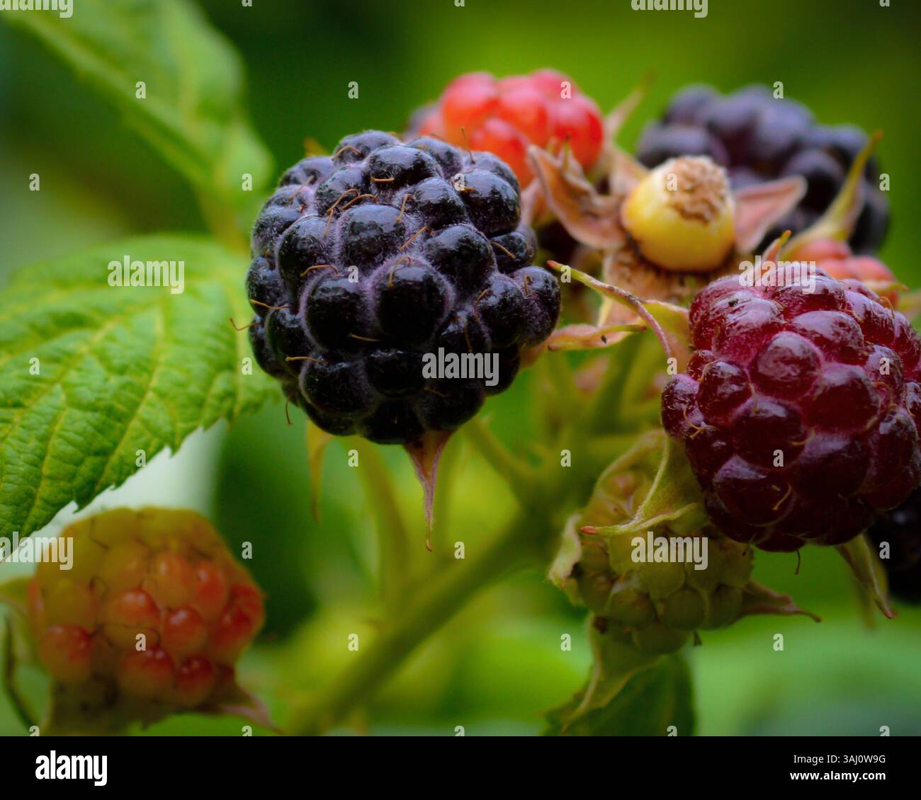 Wild plants photography hi-res stock photography and images - Alamy
