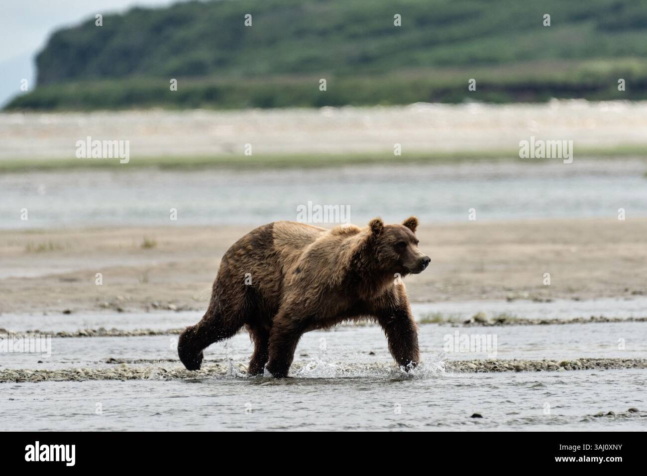 July 29, 2017 - Mcneil River, AK, United States of America - A grizzly ...