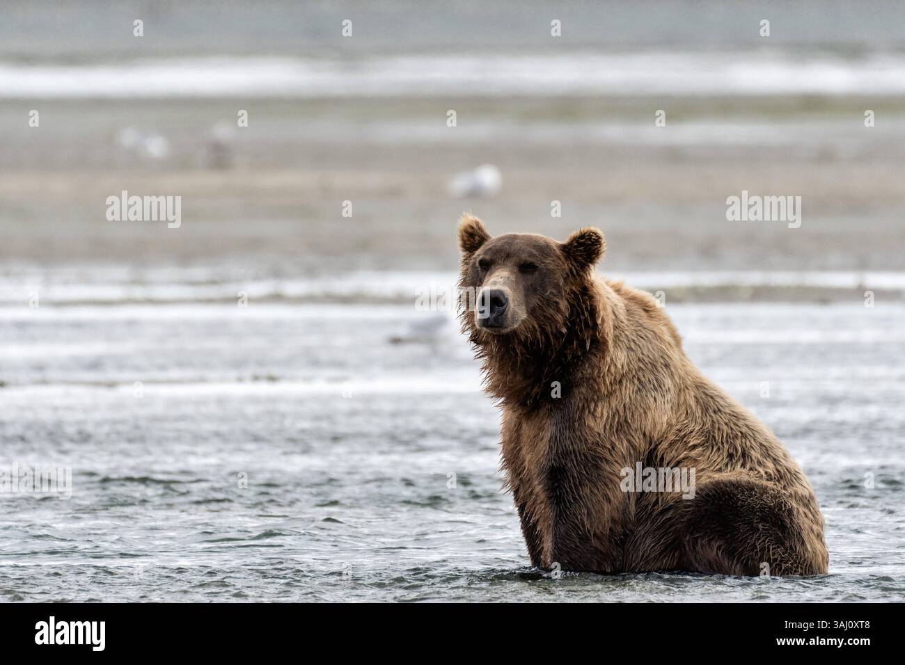 July 29, 2017 - Mcneil River, AK, United States of America - A large ...