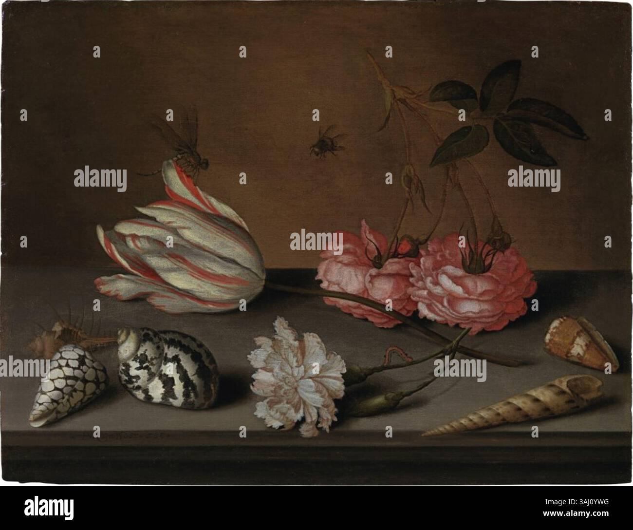 Balthasar van der Ast's still life painting, featuring a tulip ...
