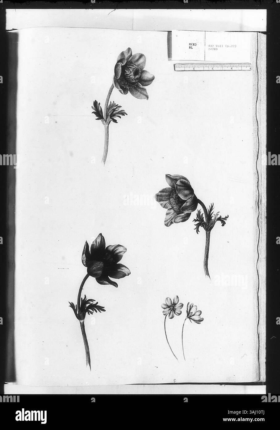 This watercolor by Alexander Marshal (c. 1620-82) features five flowers ...