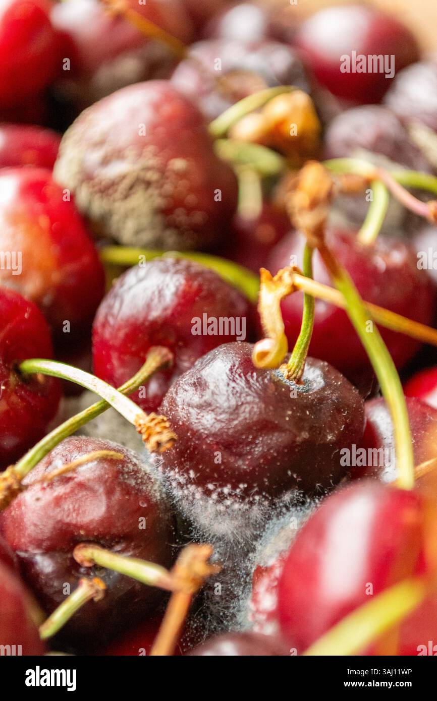 rotten cherries in fungal mould, mildew close-up Stock Photo - Alamy
