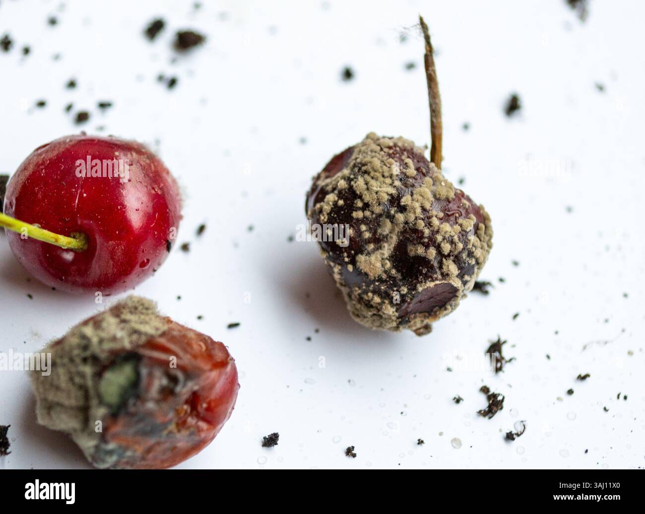 rotten spoiled cherry in fungal mold Stock Photo - Alamy