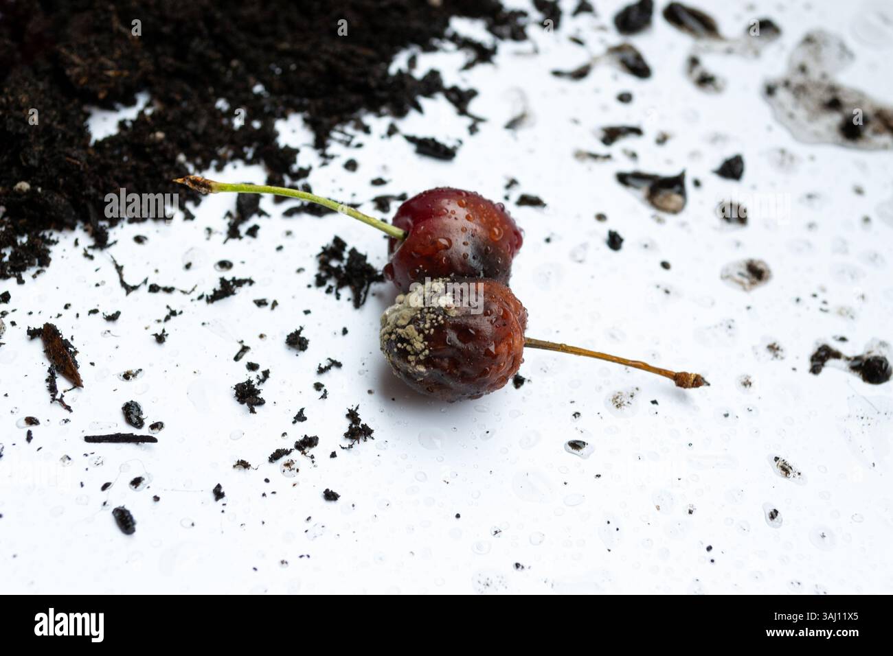 rotten spoiled cherry in fungal mold, compostable organic waste concept ...