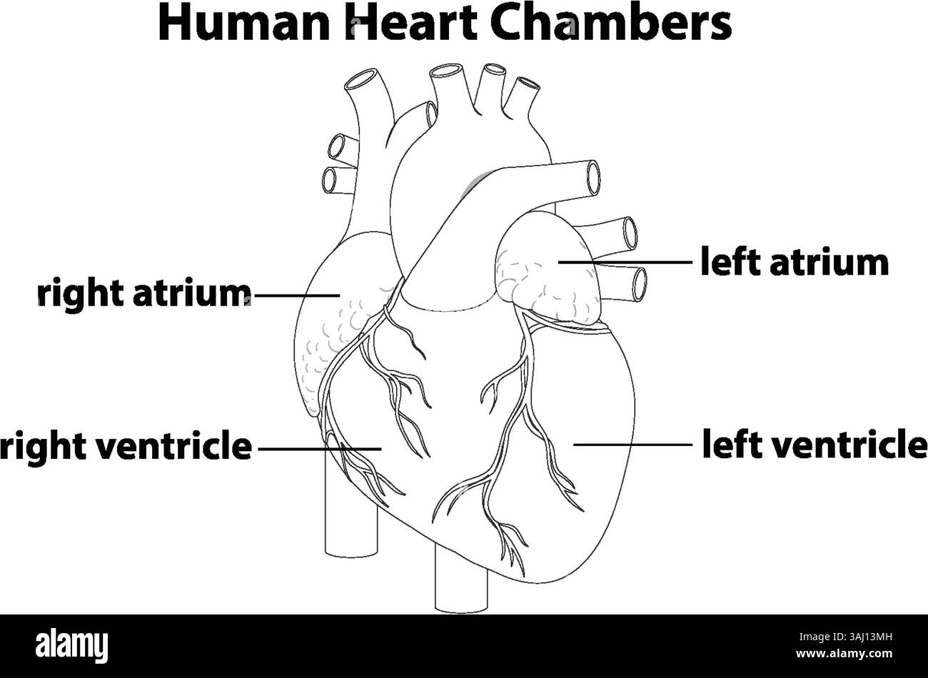 Vector illustration of human heart chambers with labeled parts. Black ...