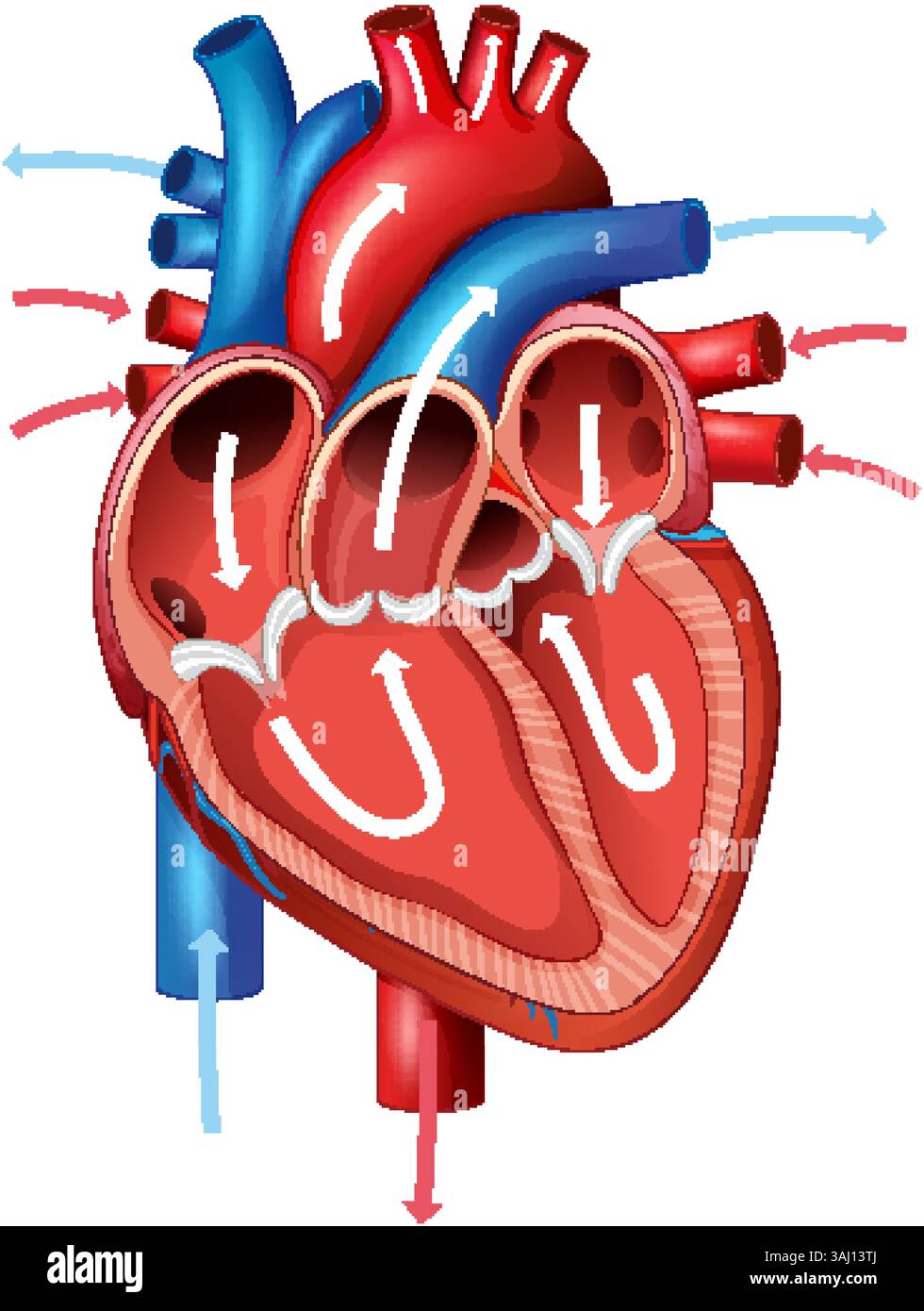 Vector illustration of a human heart with labeled parts and arrows ...