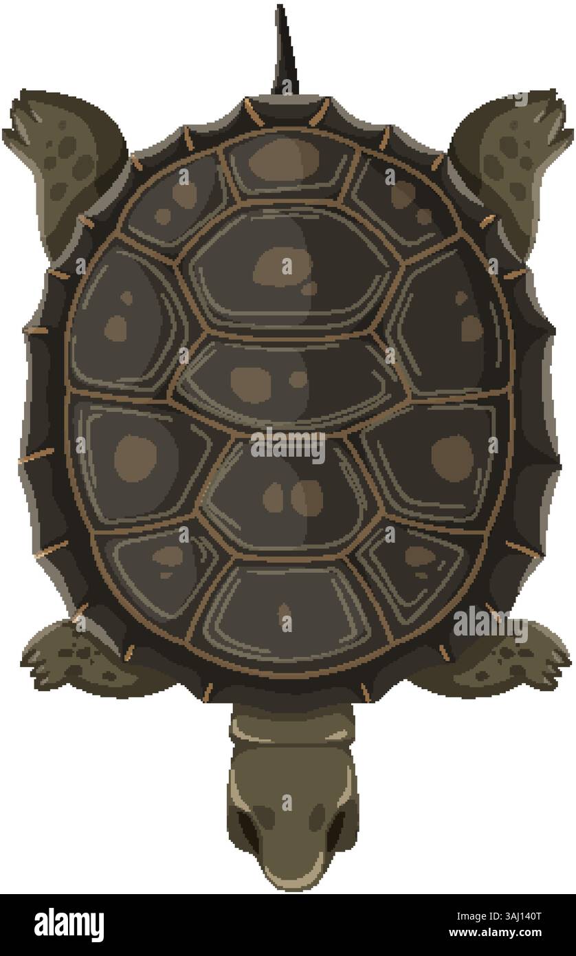 Illustration of a turtle from above perspective Stock Vector Image ...