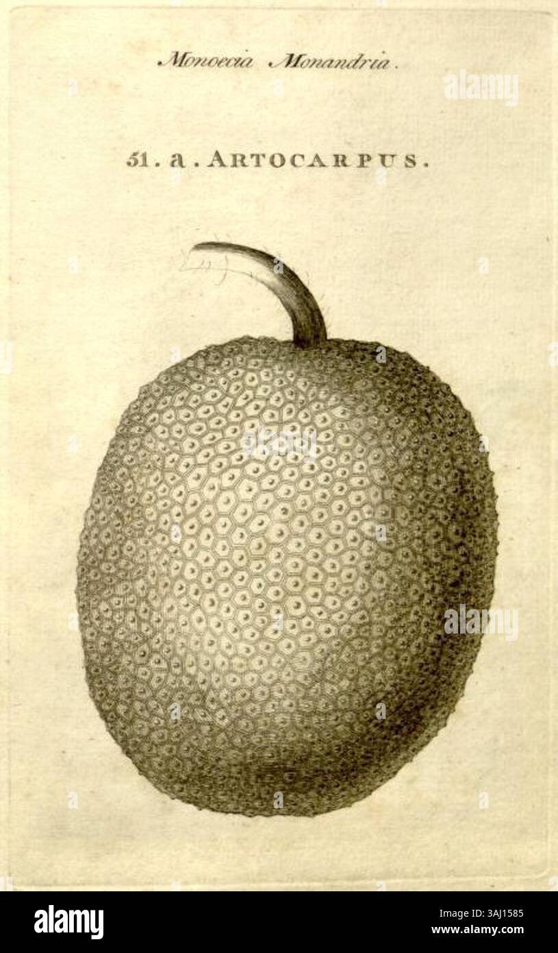 Illustration from 1776 by Johann Reinhold Forster and Georg Forster of ...