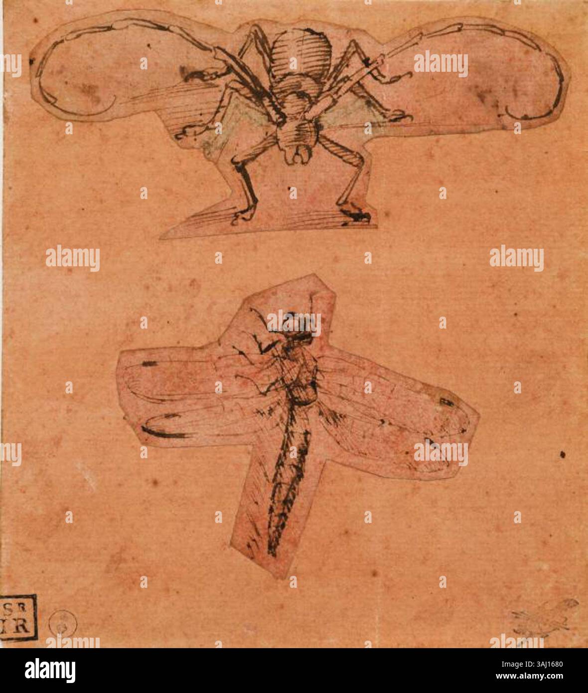 This collection of insect drawings by Leonardo da Vinci, created around ...