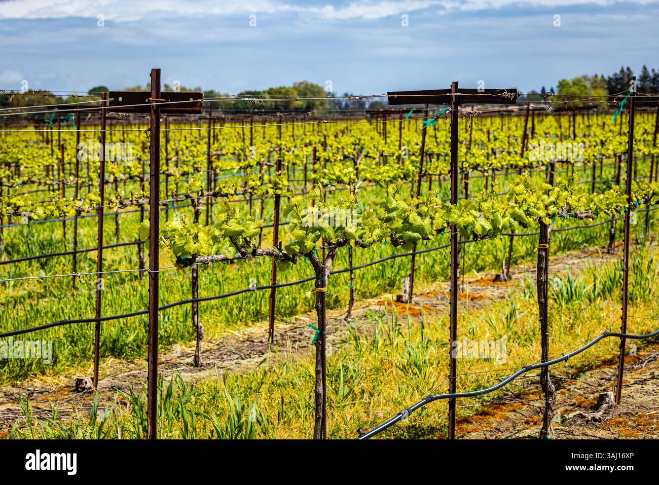 Grape vines sprouting new growth in the Lodi wine district of ...