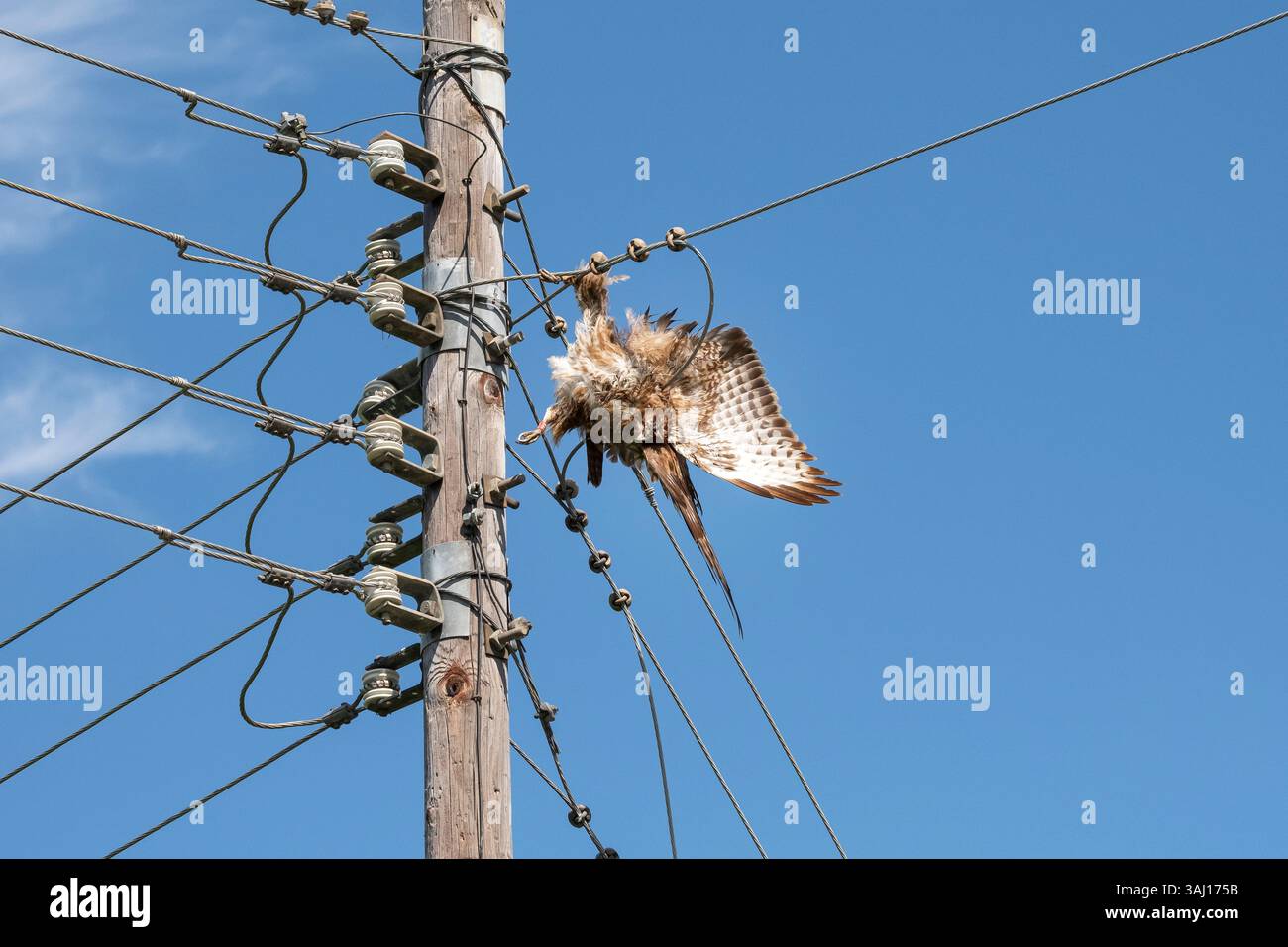 Common Buzzard killed by electric shock on electricity pole Stock Photo ...