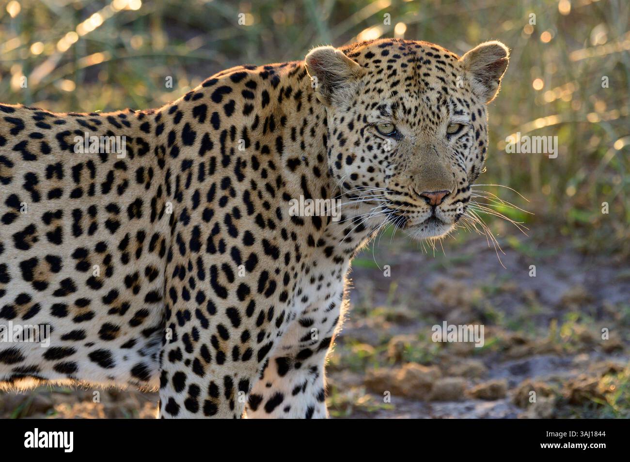 Africa; Southern Africa; African, Botswana; Okavango Delta, Abu Camp, leopard Stock Photo - Alamy