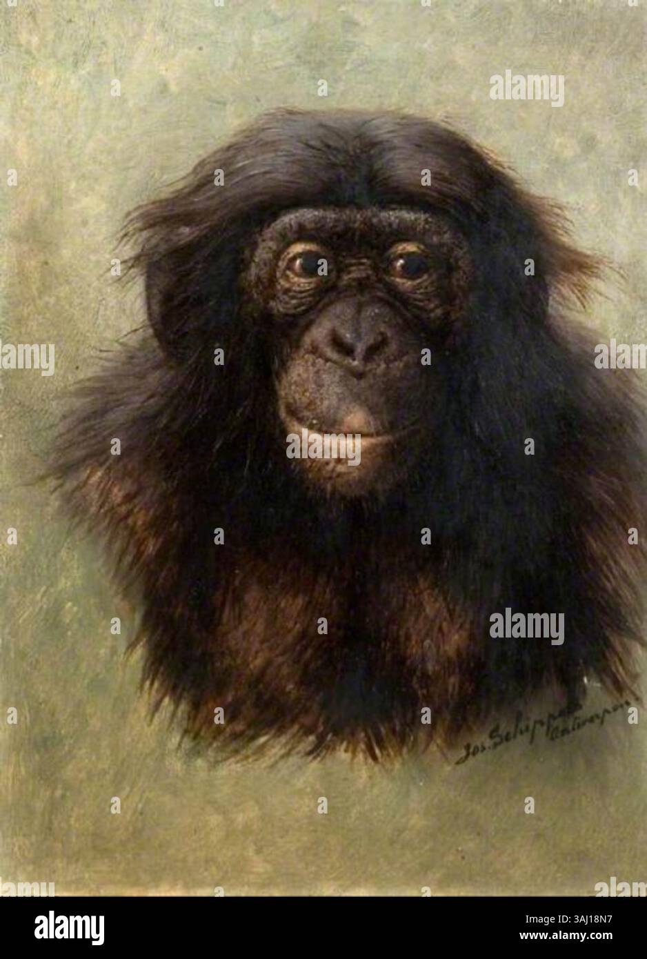 Jos Schippers' painting 'Head of Chimpanzee (Simia satyrus marungensis ...