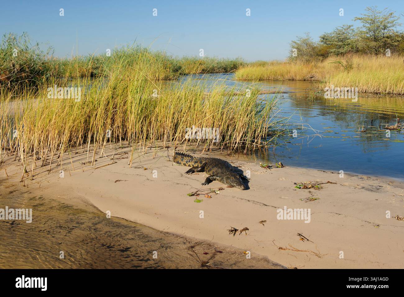Africa, Namibia, Caprivi, Bwa Bwata, National Park, Nile crocodile ...