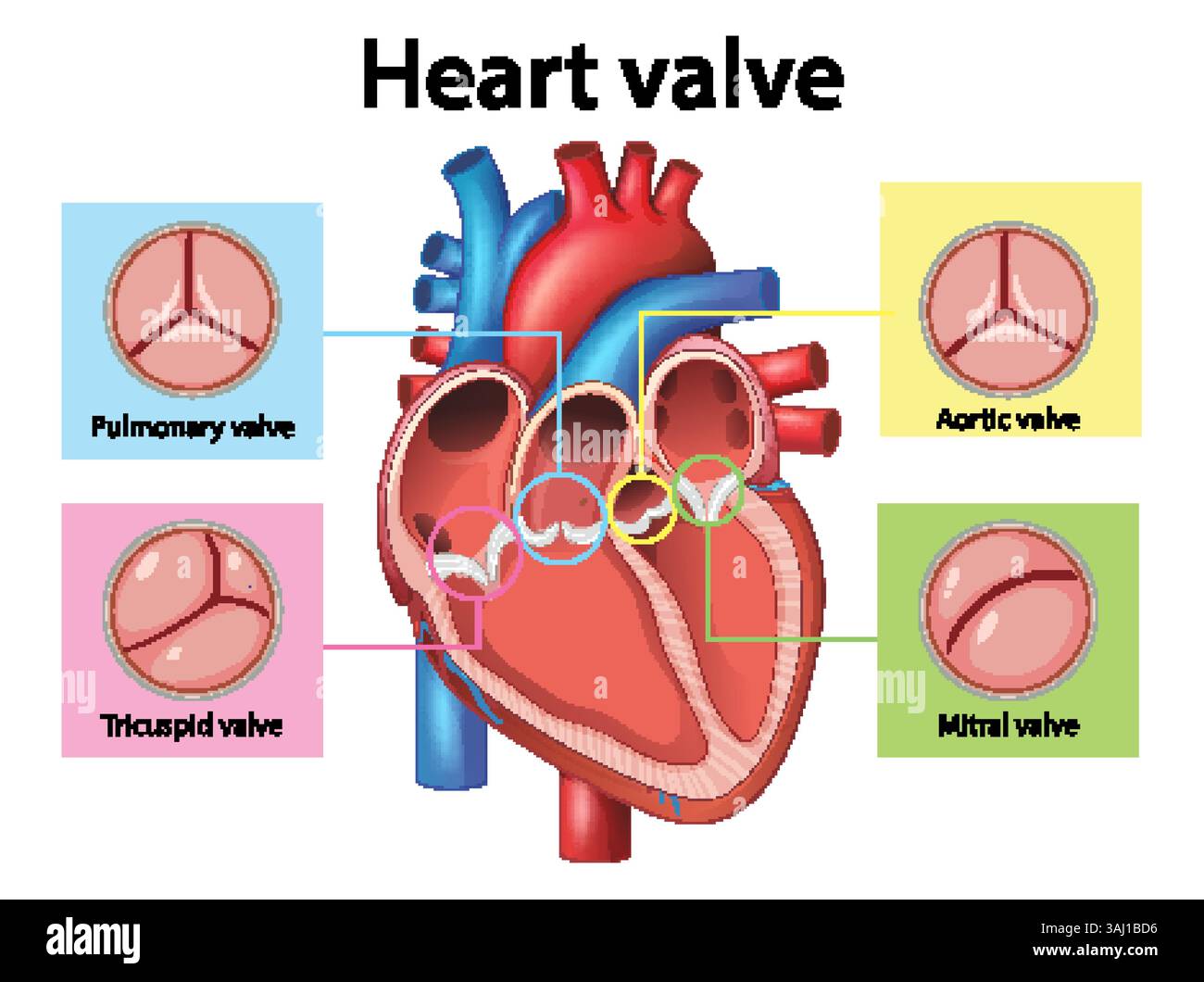 Colorful vector illustration of heart valves with labels. Includes aortic, mitral, pulmonary ...