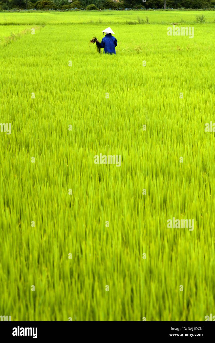 August 8, 2007 - Vietnam - Women tending the rice fields. Hoi An ...