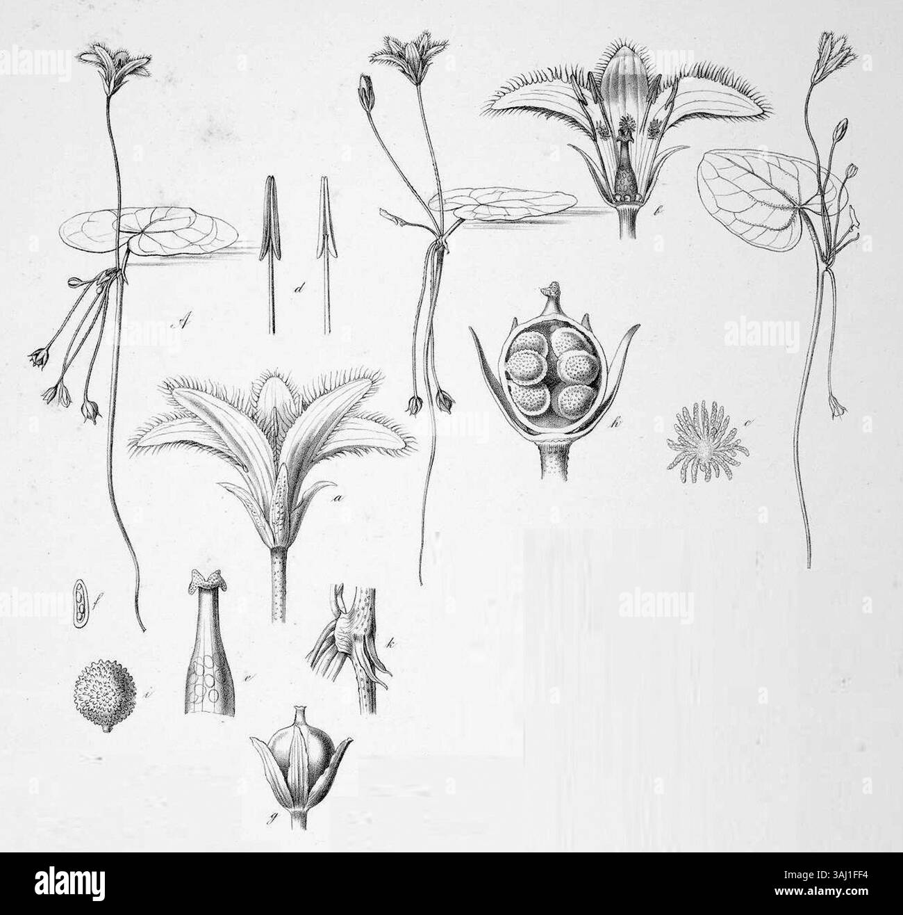 'Plantae Tinneanae' (1867), Tab. IX, features the plant Limnanthemum ...