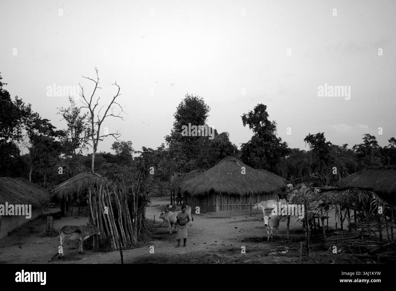 Internally displaced tribal hamlet in Khammam district. More than ...