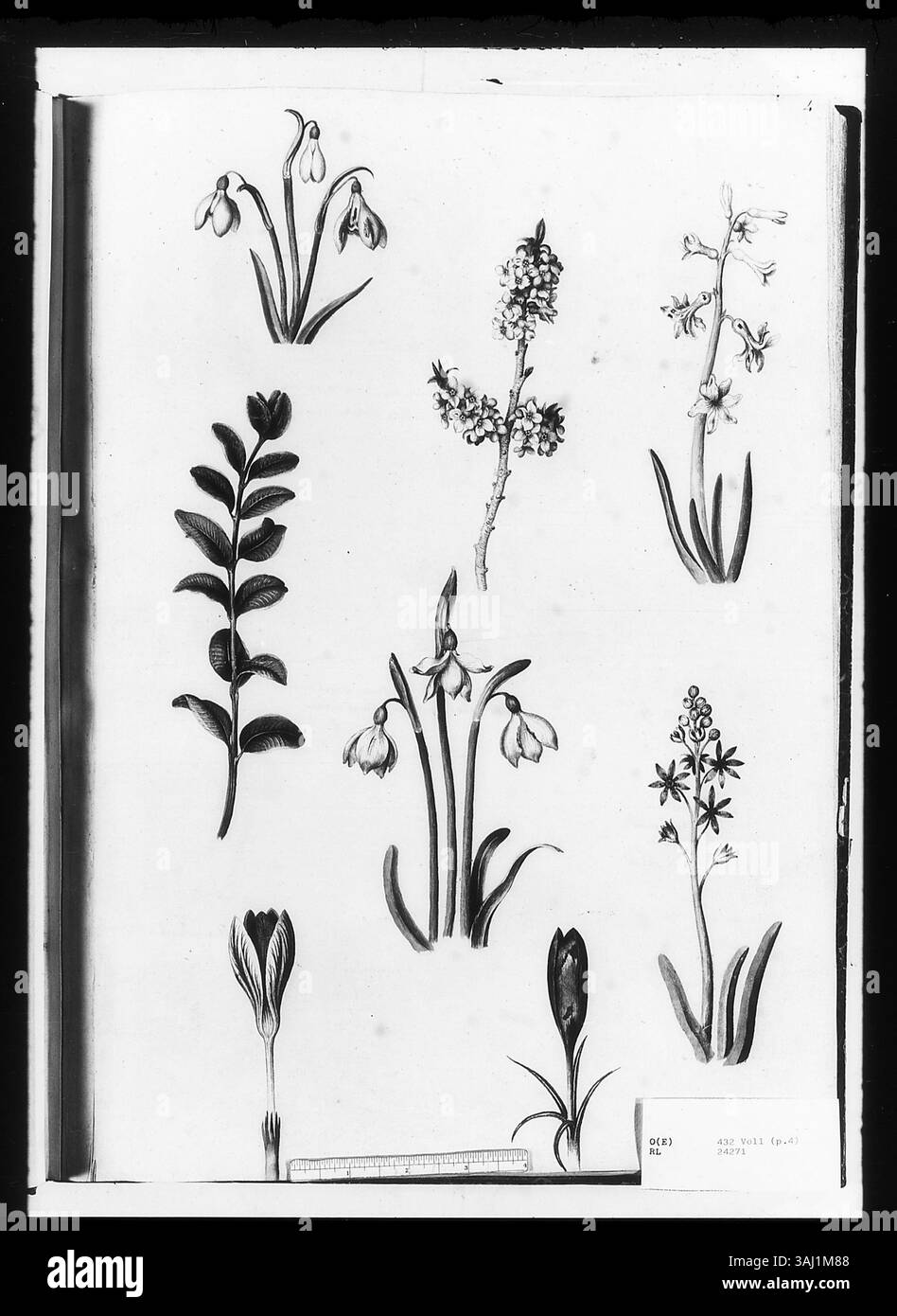 Daphne mezereum garden Black and White Stock Photos & Images - Alamy