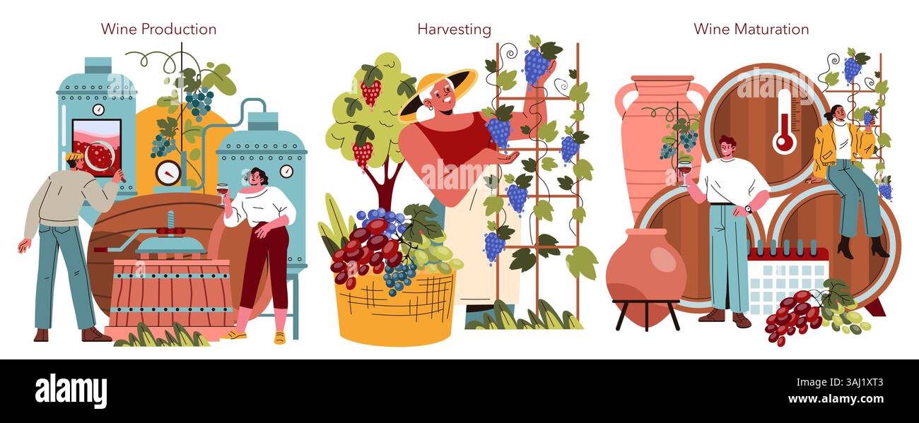 Wine production process set illustrating grape harvesting, winemaking, and maturation with ...