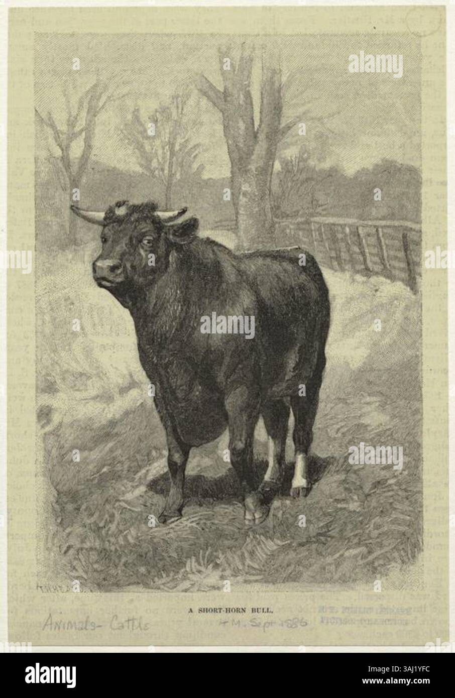 An engraving of a short-horn bull, featured in Harper's Magazine in ...