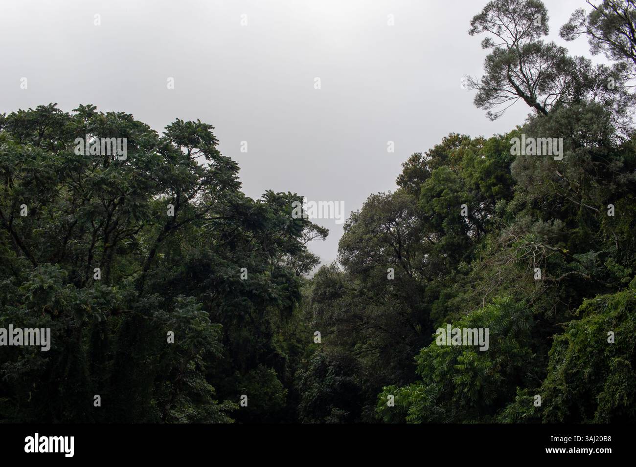 Brazilian atlantic rainforest hi-res stock photography and images - Alamy