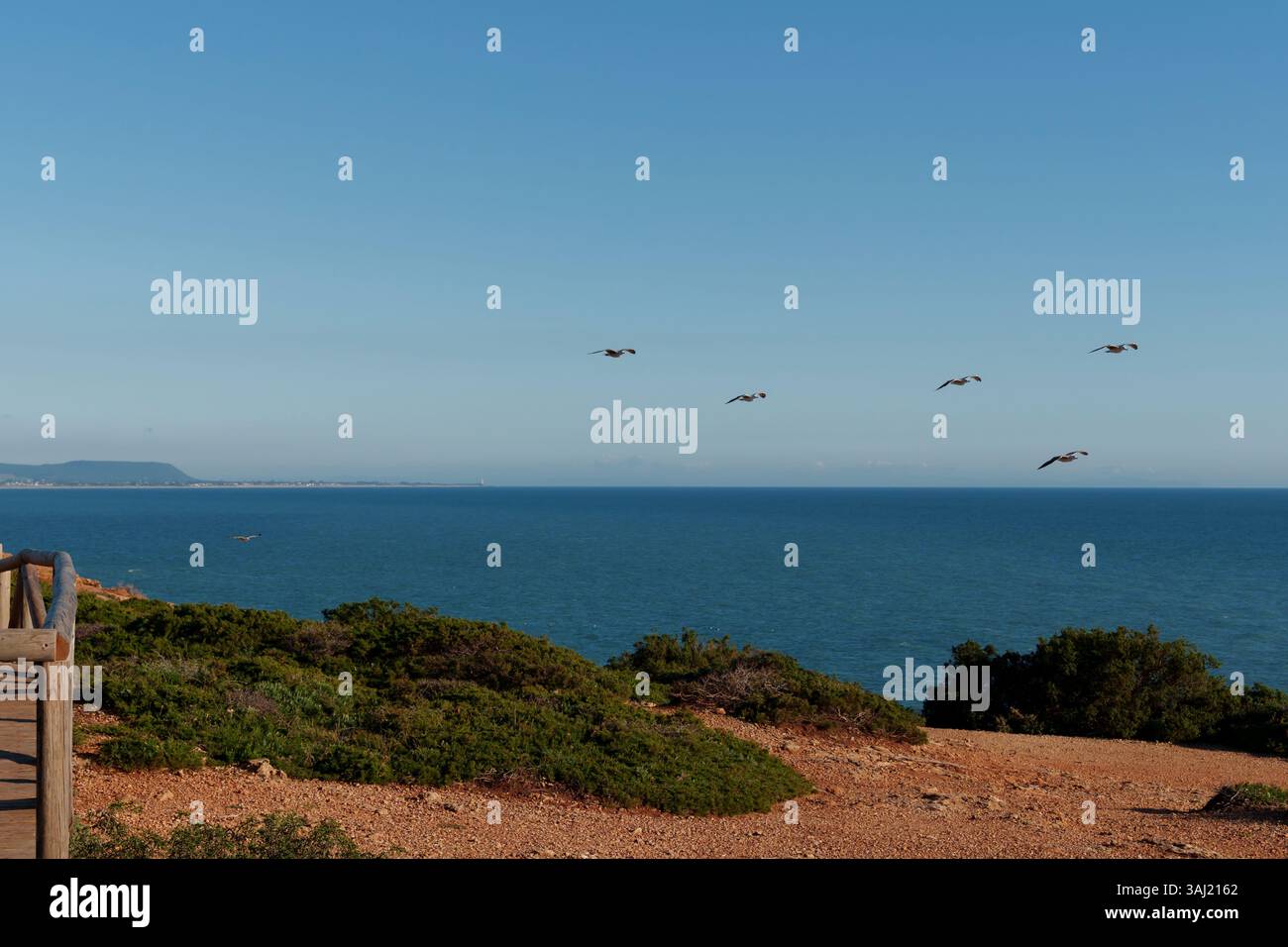 Seagulls soaring over tranquil blue sea, with coastline vegetation and ...