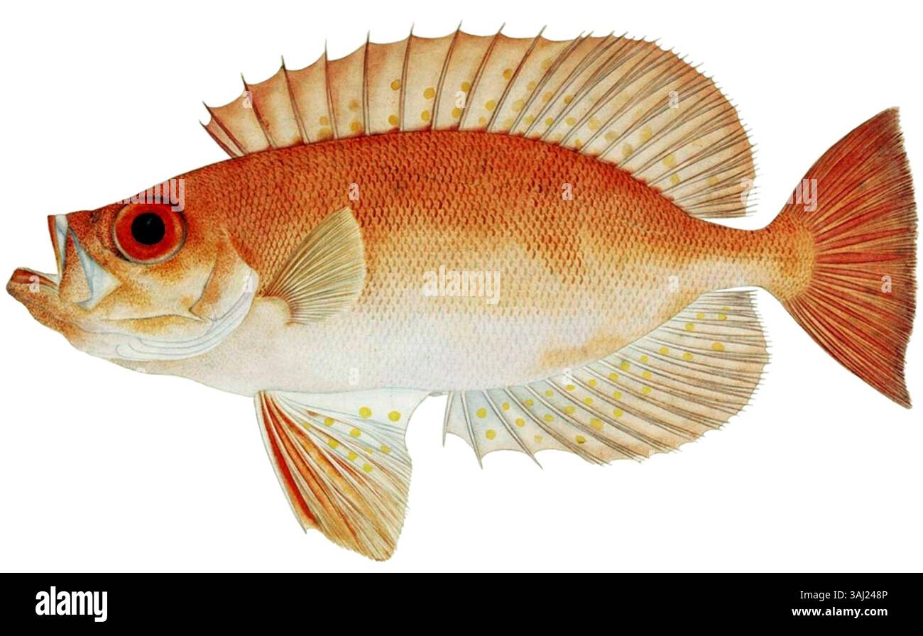 Priacanthus macracanthus, a species of fish depicted by Kawahara Keiga ...