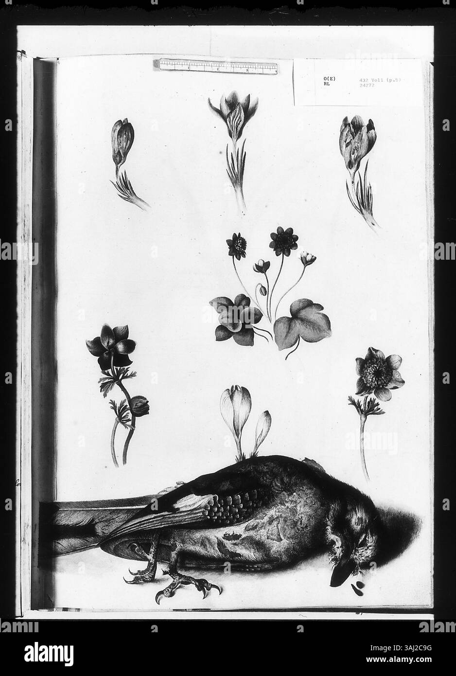 Early spring painting Black and White Stock Photos & Images - Alamy