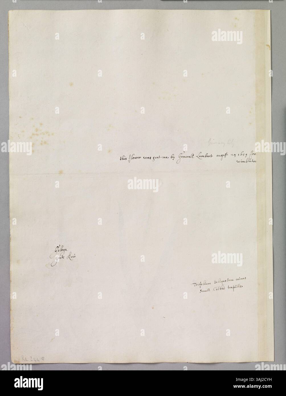 A watercolor by Alexander Marshal depicting three flowers: Lily of ...